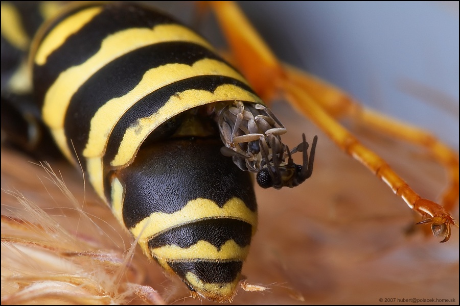 ALIEN BIRTH Foto & Bild | tiere, wildlife, insekten Bilder auf ...