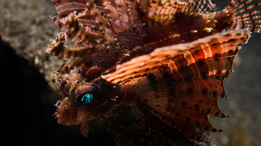 Alien Scorpion Foto & Bild | natur, tiere, wildlife Bilder auf ...