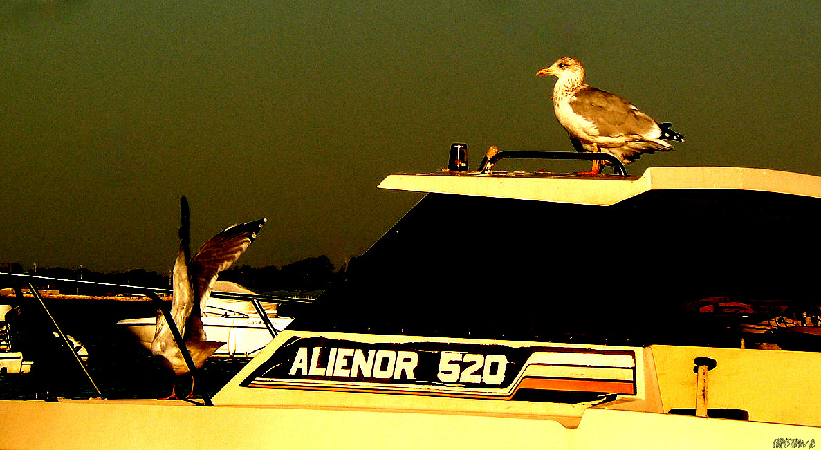 ALIENOR 520. photo et image | nature, animaux, oiseaux Images fotocommunity