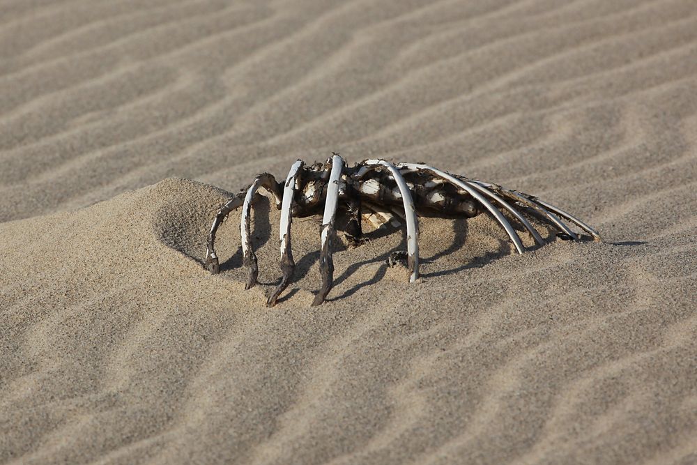 Aliens? In Namibia? Foto & Bild | africa, southern africa, namibia ...