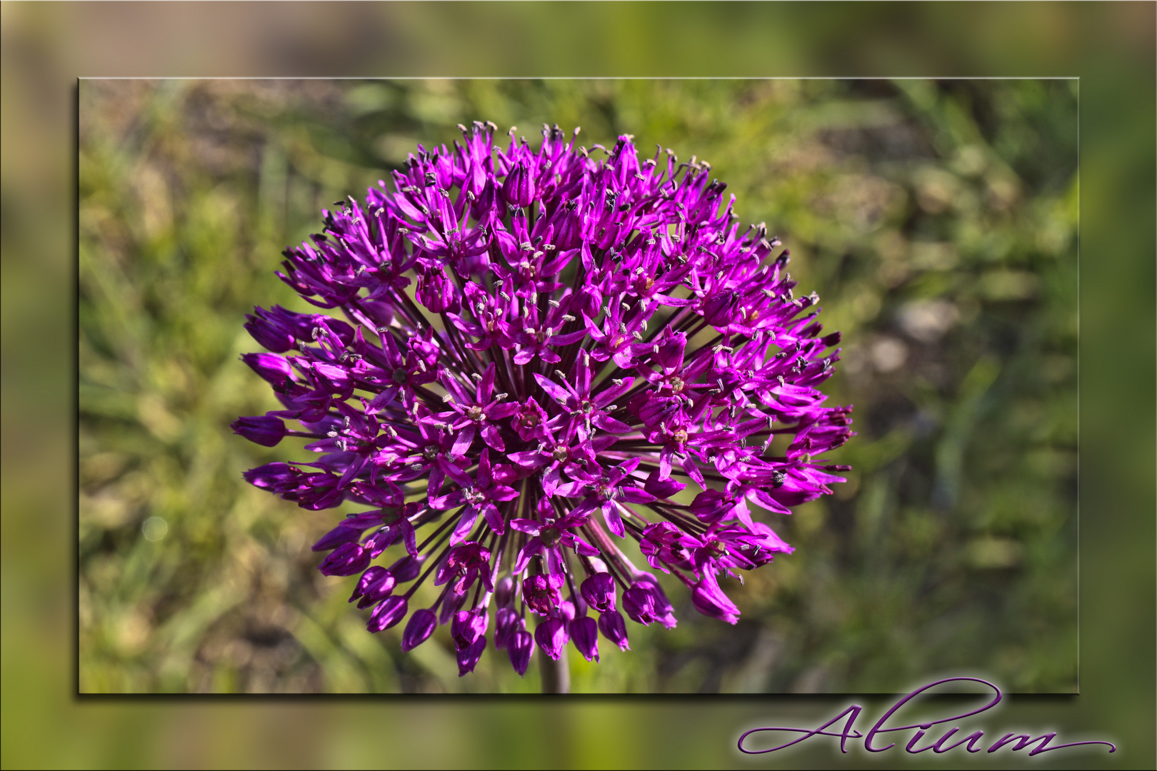 Alium Foto & Bild | natur-kreativ, blumen pflanzen, natur Bilder auf ...