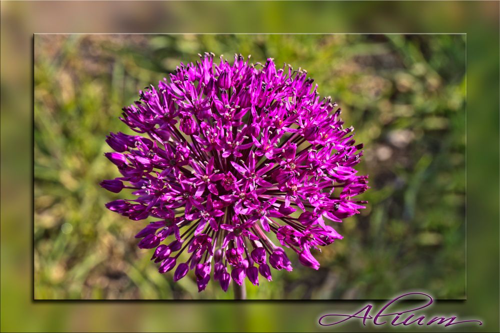 Alium Foto & Bild | natur-kreativ, blumen pflanzen, natur Bilder auf ...