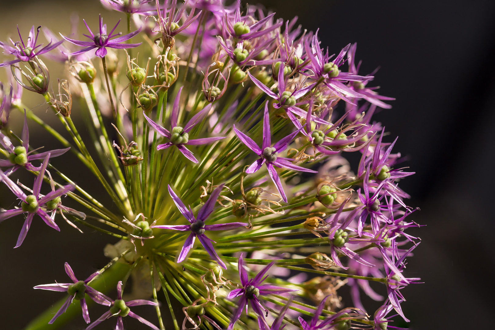 Alium Foto & Bild | makro, natur, macro Bilder auf fotocommunity