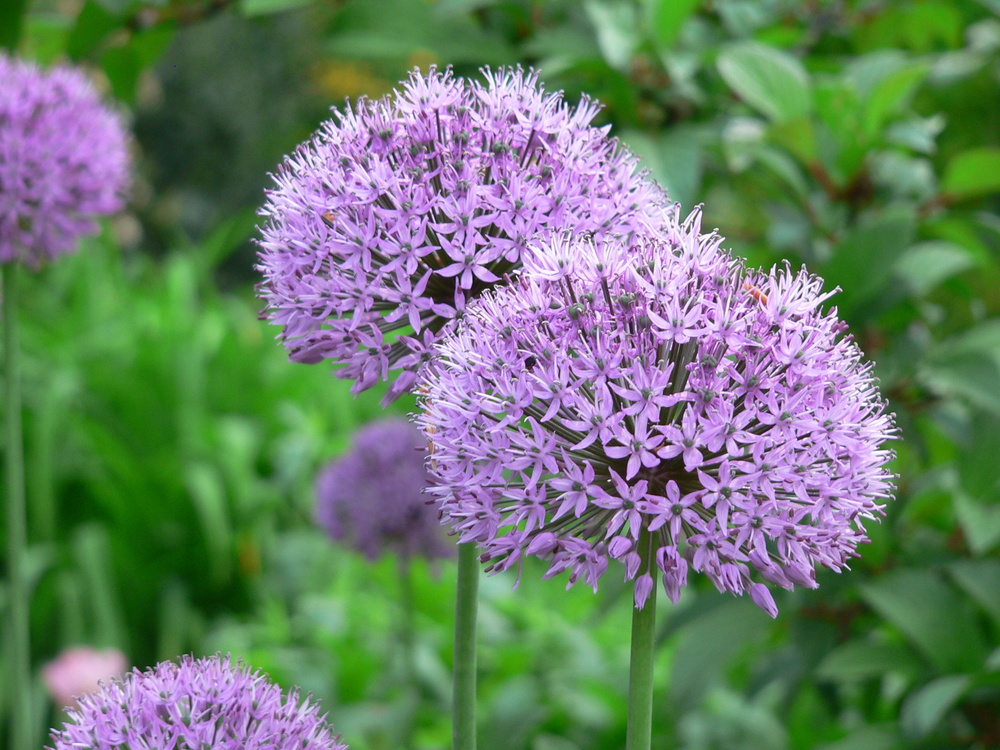 Alium ganz nah.. Foto & Bild | pflanzen, pilze & flechten, natur Bilder ...