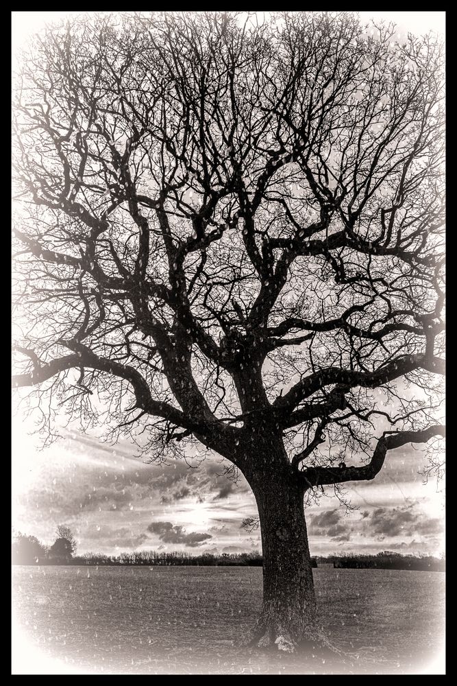 All Weather Tree by Oliver Foto & Bild | europe, united kingdom ...