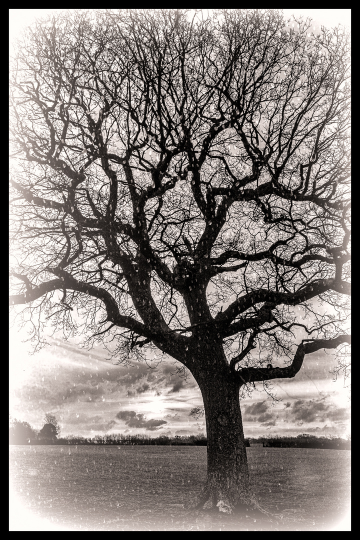 All Weather Tree by Oliver Foto & Bild | europe, united kingdom ...