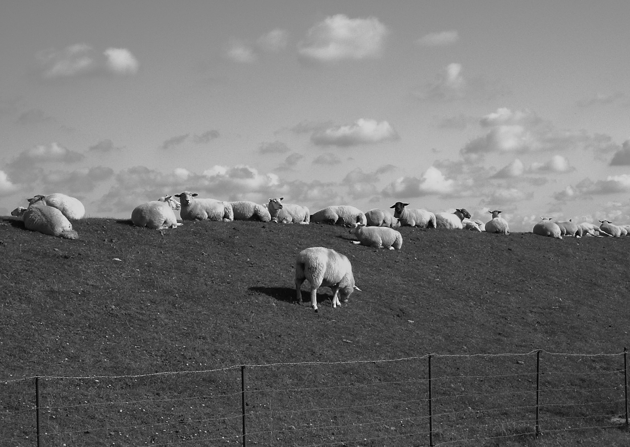 All you can eat...und dann ruhen Foto & Bild | tiere, monochrom, bearbeitungs - techniken Bilder ...