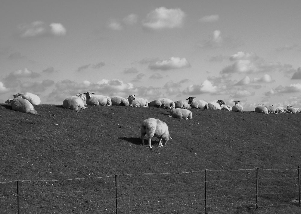 All you can eat...und dann ruhen Foto & Bild | tiere, monochrom, bearbeitungs - techniken Bilder ...