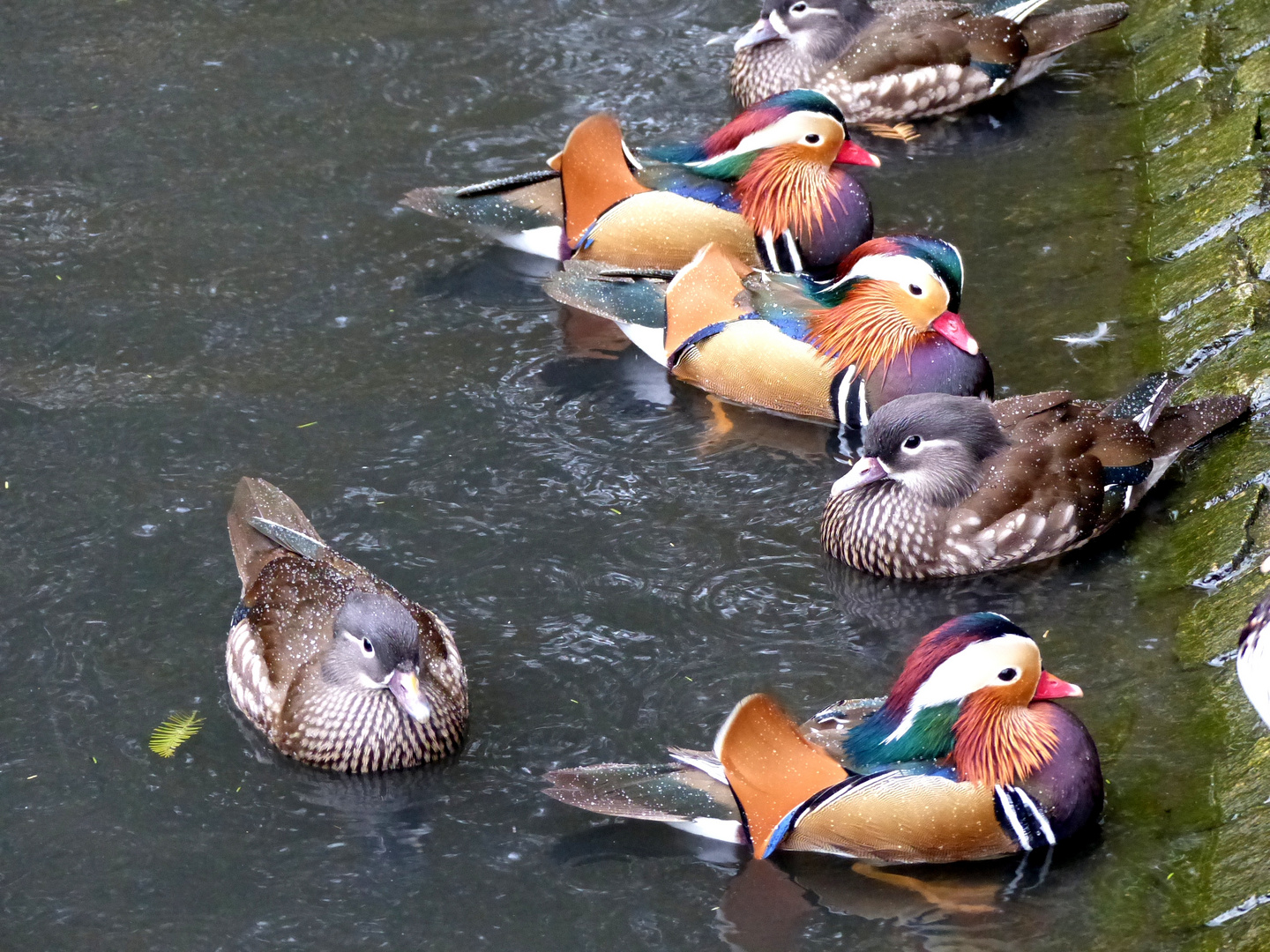- Alle Enten schwimmen auf dem See - Foto & Bild | tiere, zoo, wildpark ...