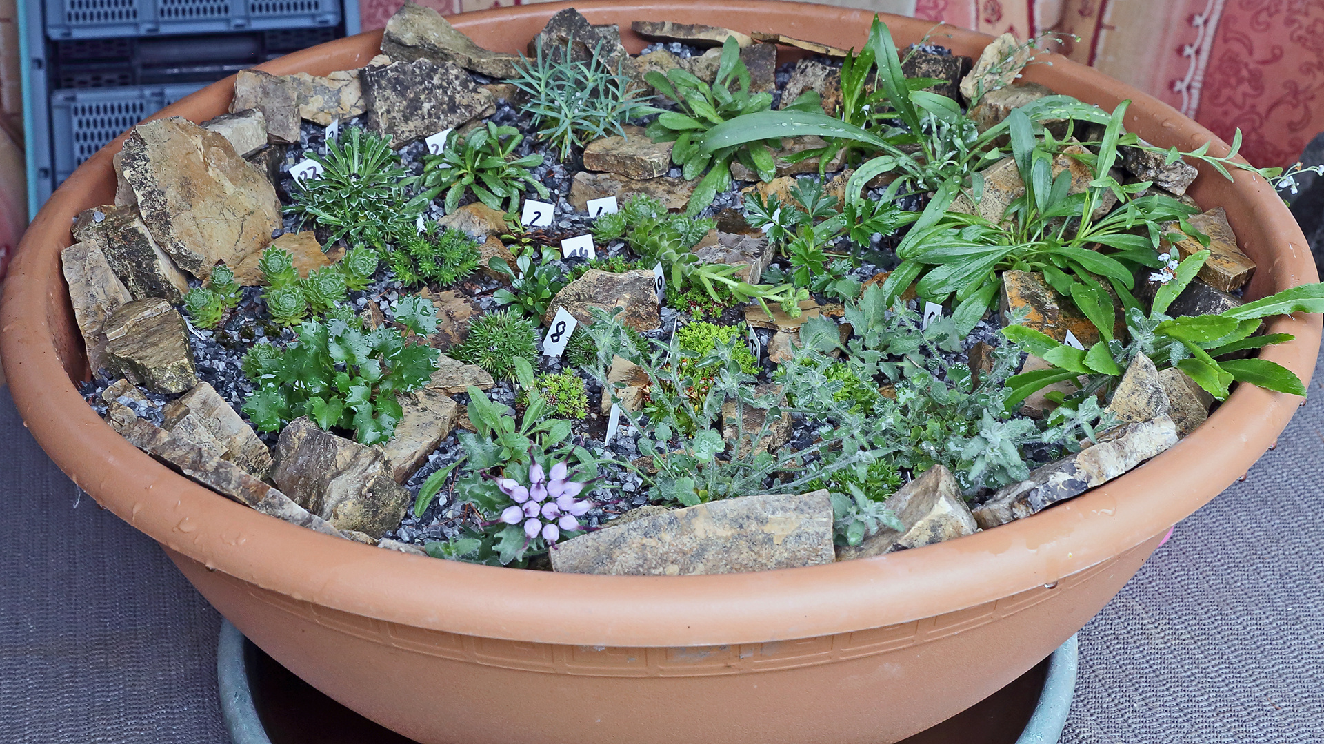 Alle haben eine gute Entwicklung und viele blühen erst im nächsten ...