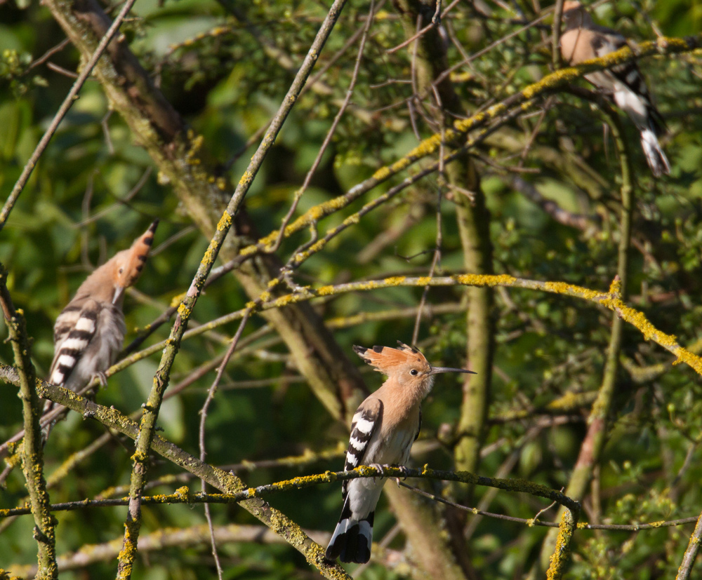 Alle Hopfe wieder da ? Foto & Bild | tiere, wildlife, wild lebende ...