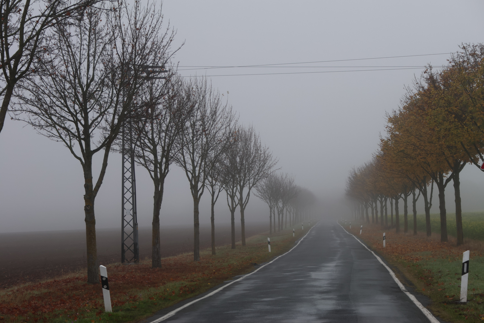 Alle im Nebel Foto & Bild | landschaft, nebelstimmungen, alleen Bilder auf fotocommunity