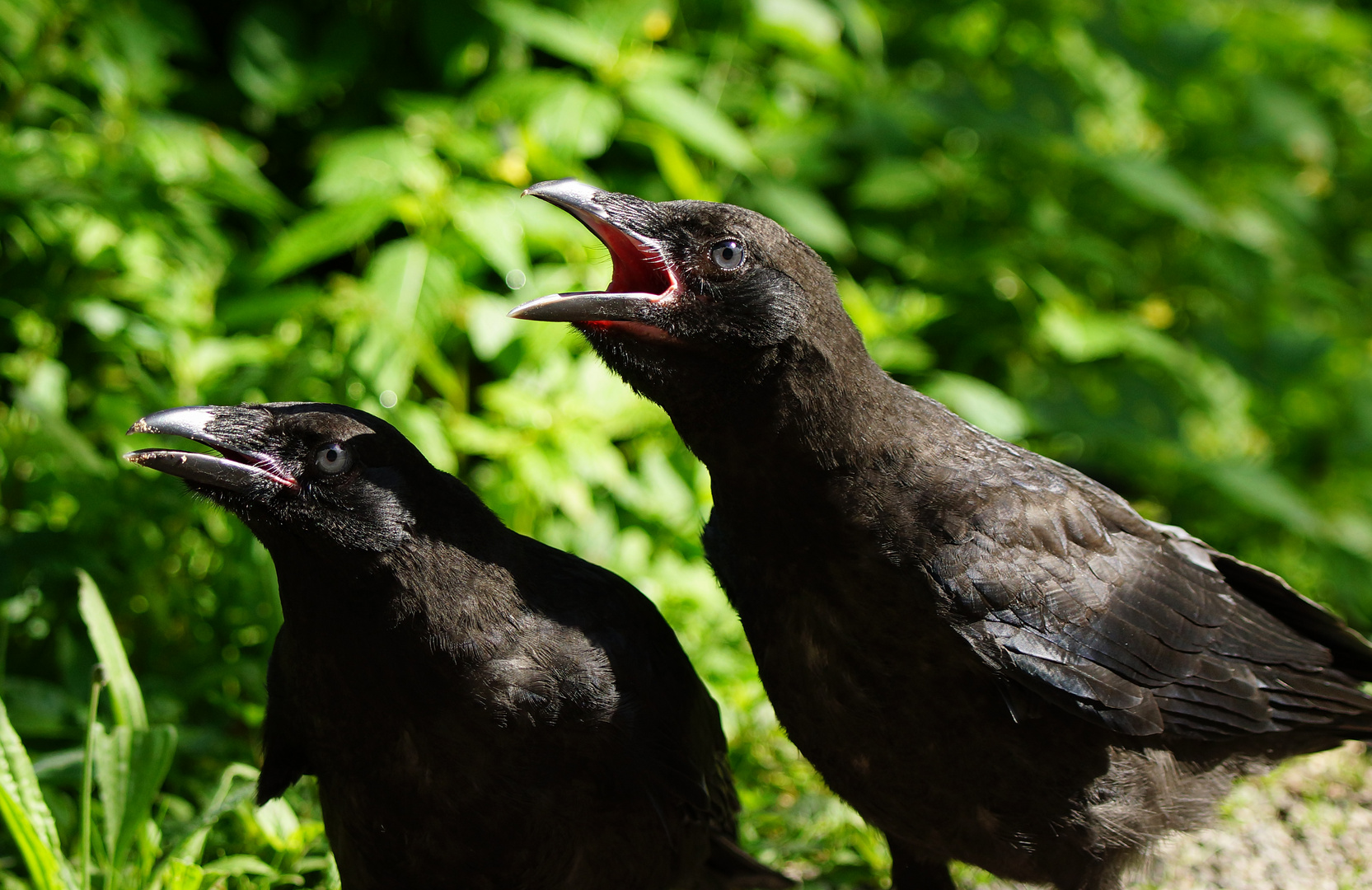 Alle Kinder sind immer hungrig! Foto & Bild | tiere, wildlife, wild ...