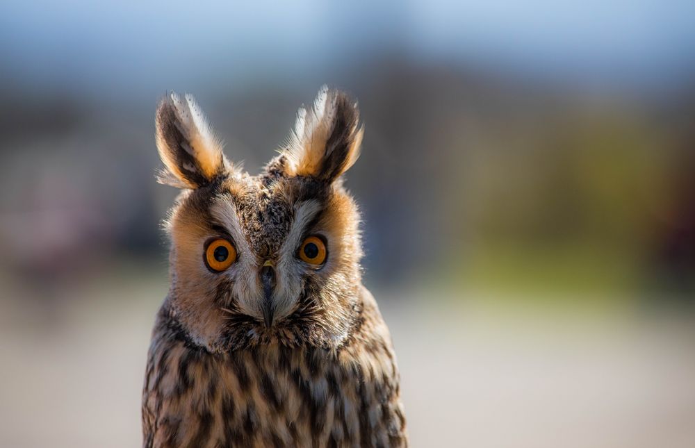 Alle mal die Ohren spitzen... Foto & Bild | deutschland, europe ...