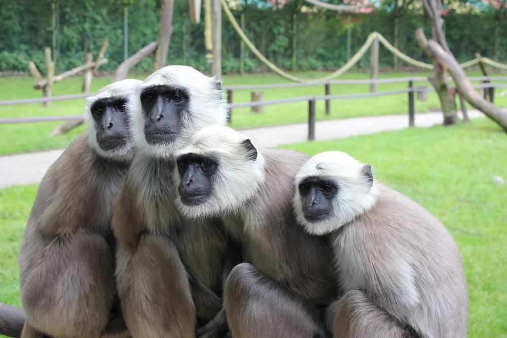 Alle meine Affen... Foto & Bild | tiere, zoo, wildpark & falknerei ...