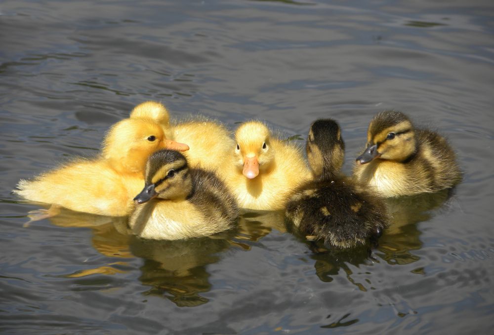 alle meine Entchen Foto & Bild | tiere, tierkinder, natur Bilder auf ...