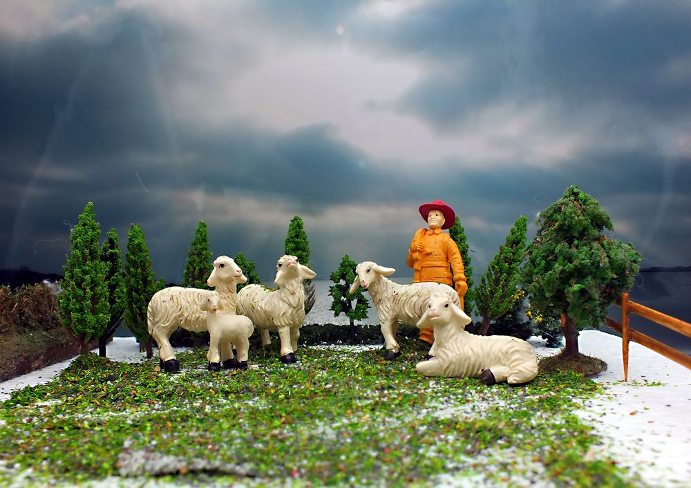Alle meine Schäfchen Foto & Bild | stillleben, figuren und miniaturen ...