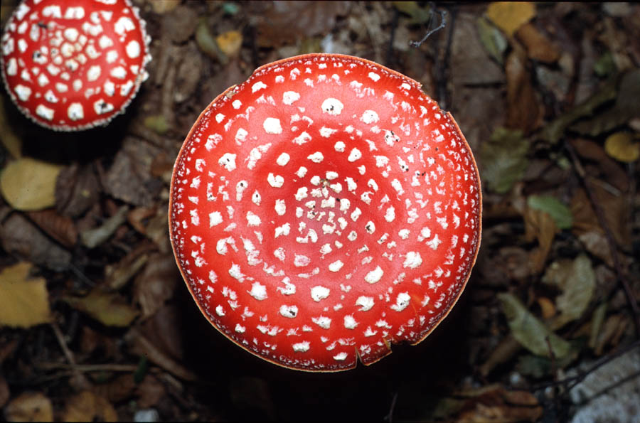 Alle Pilze sind essbar... Foto & Bild | pflanzen, pilze & flechten ...