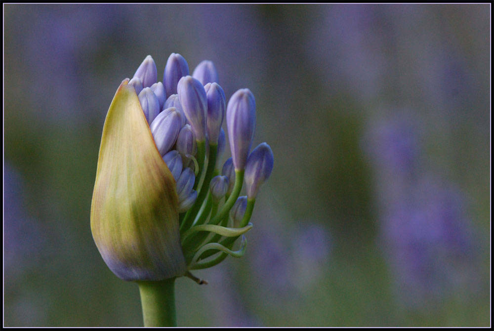 alle raus hier... Foto & Bild | pflanzen, pilze & flechten, blüten ...