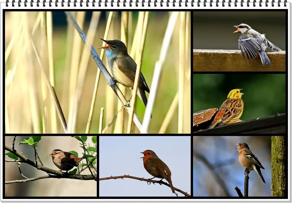 alle singen... Foto & Bild | natur, tiere, vögel Bilder auf fotocommunity