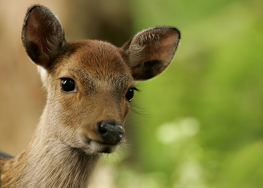 Alle Sinne gespannt Foto & Bild | tiere, zoo, wildpark & falknerei ...