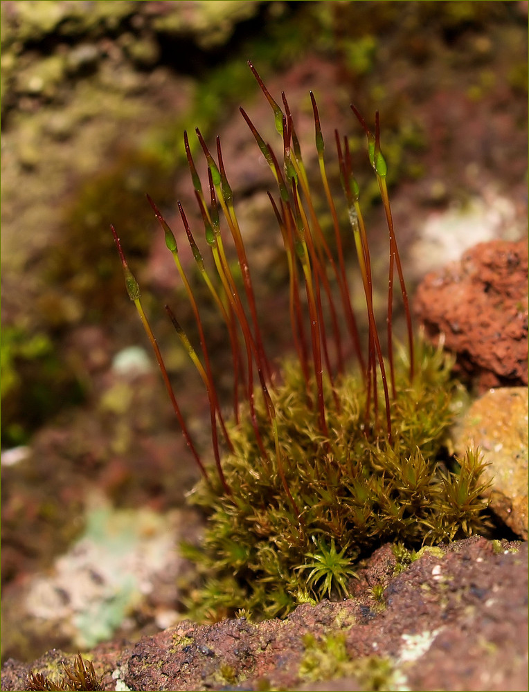 Alle stehen stramm ;).... Foto & Bild | pflanzen, pilze & flechten ...