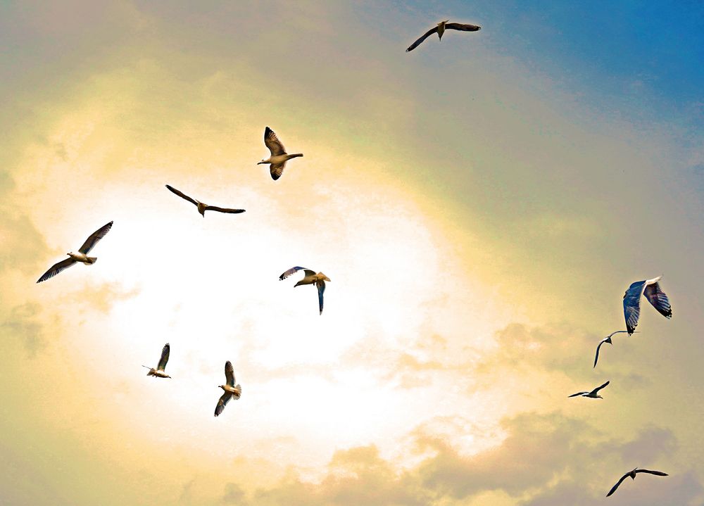 Alle Vögel fliegen hoch Foto & Bild | landschaft, lebensräume, konzept ...