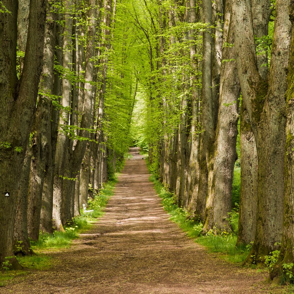 Allee,... Foto & Bild | wald, alt, bäume Bilder auf fotocommunity
