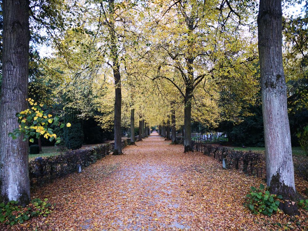 Allee Foto & Bild | fotos, natur, landschaft Bilder auf fotocommunity