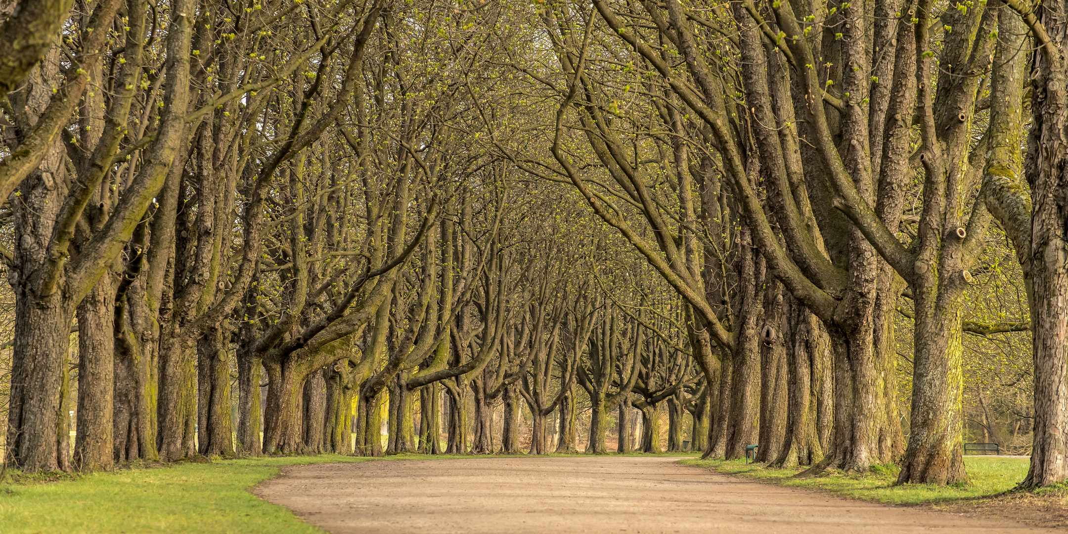 Allee 2 Foto & Bild | bäume, baum, weg Bilder auf fotocommunity