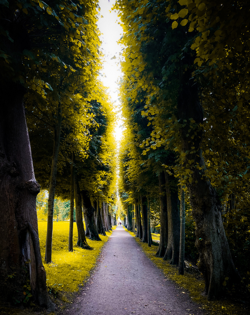 Allee Foto & Bild | pflanzen, pilze & flechten, landschaft, alleen ...