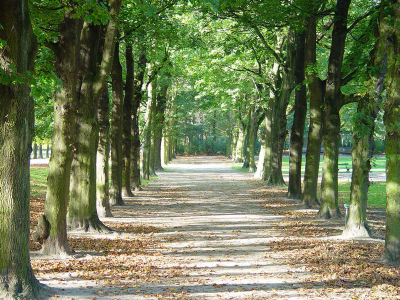 Allée Foto & Bild | landschaft, natur Bilder auf fotocommunity