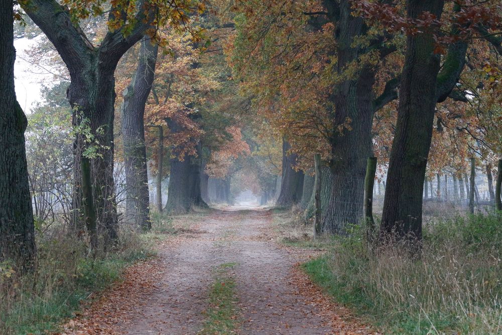 Allee Foto & Bild | jahreszeiten, herbst, landschaft Bilder auf ...