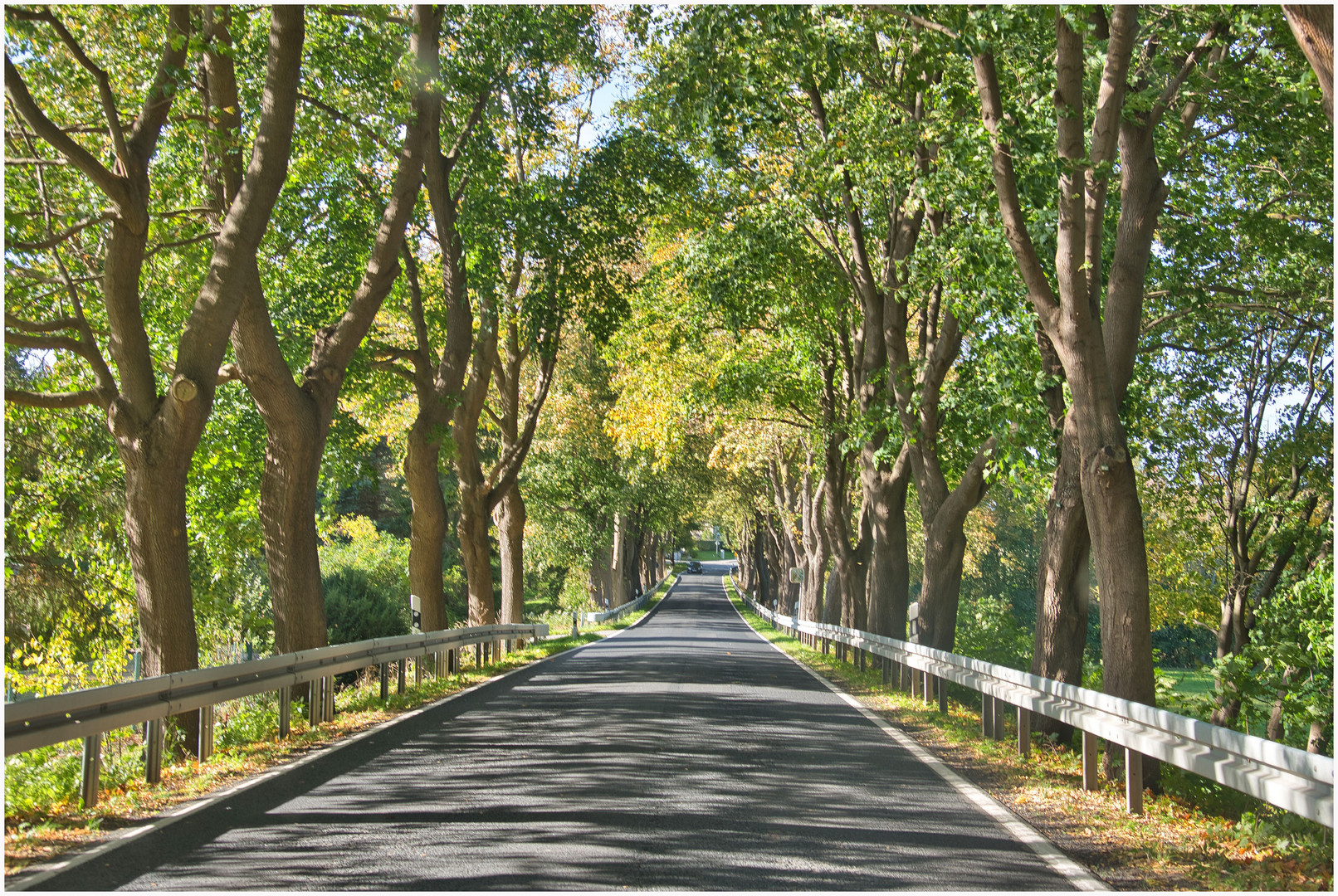 Allee Foto & Bild | world, wald, natur Bilder auf fotocommunity