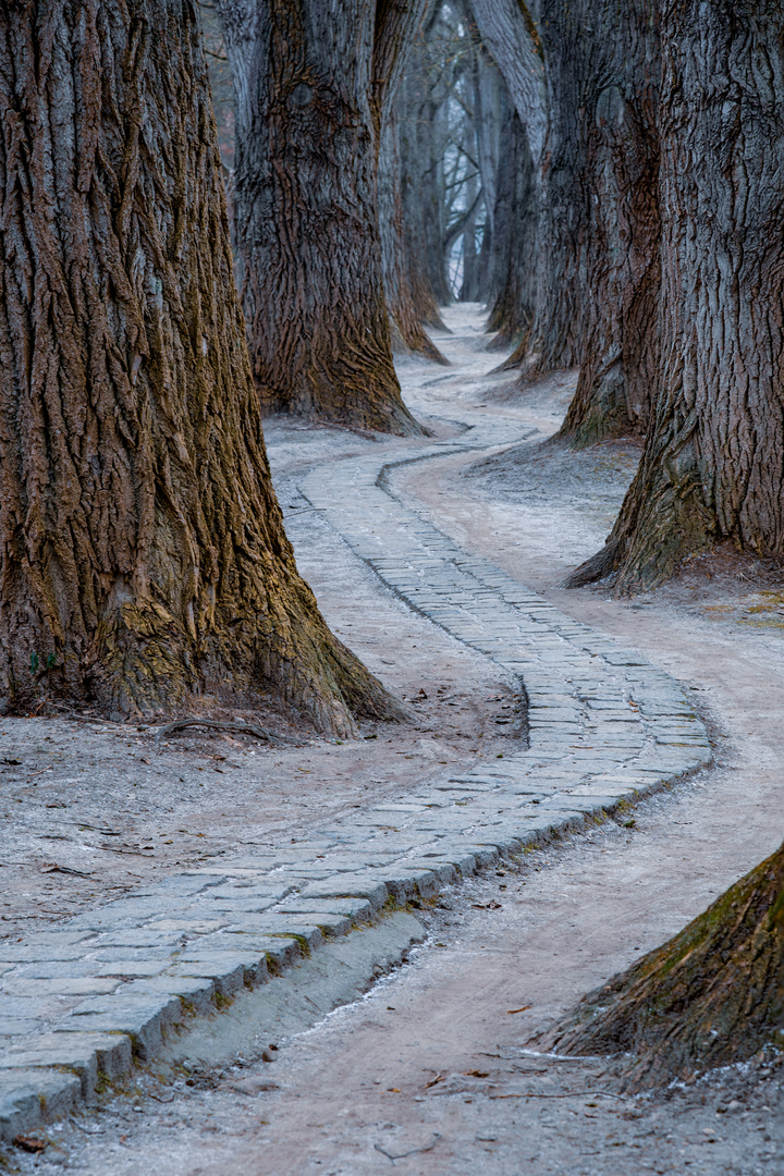 Allee Foto & Bild | landschaft, alleen, landschaft und natur Bilder auf ...