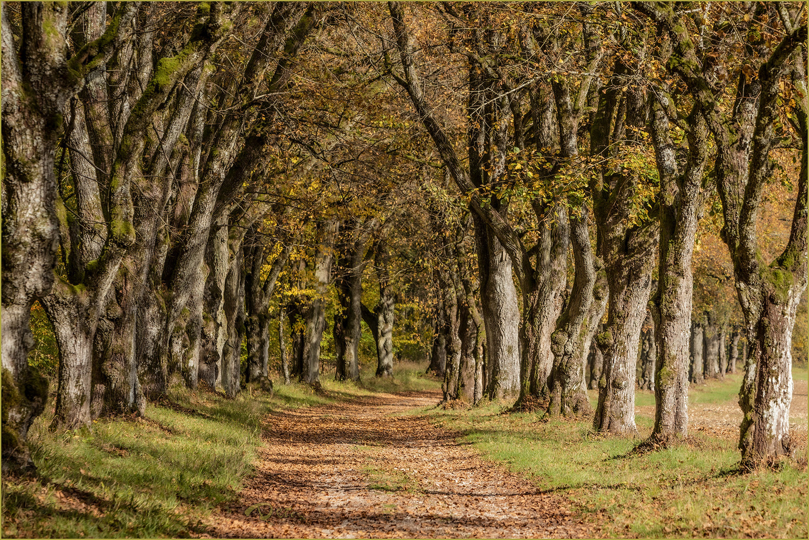 Allee Foto & Bild | bäume, schatten, natur Bilder auf fotocommunity