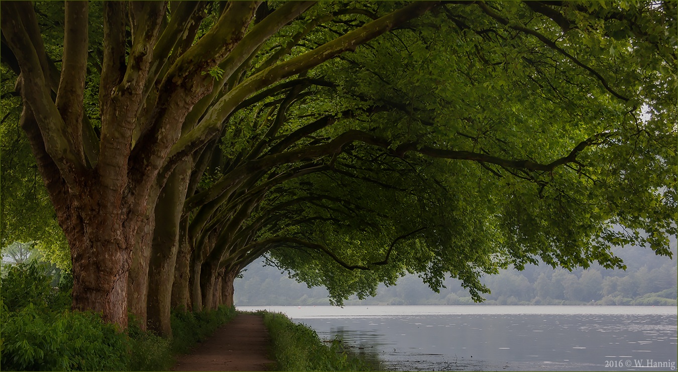 Allee Foto & Bild | bäume, natur, essen Bilder auf fotocommunity