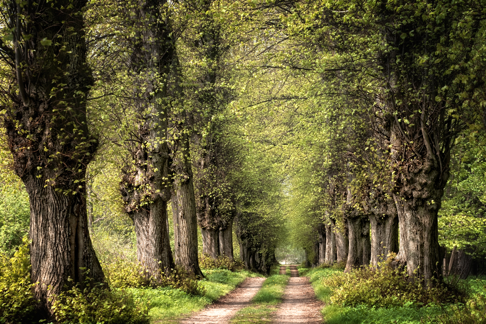 Allee Foto & Bild | landschaft, alleen, alleen,wald + bäume Bilder auf ...