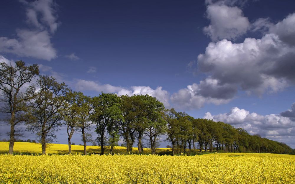 Allee Foto & Bild | landschaft, himmel, Äcker, felder & wiesen Bilder ...