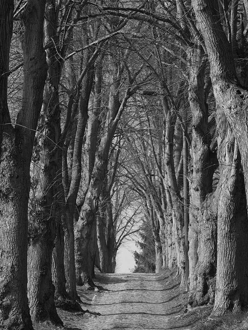 Allee Foto & Bild | bäume, strasse, natur Bilder auf fotocommunity