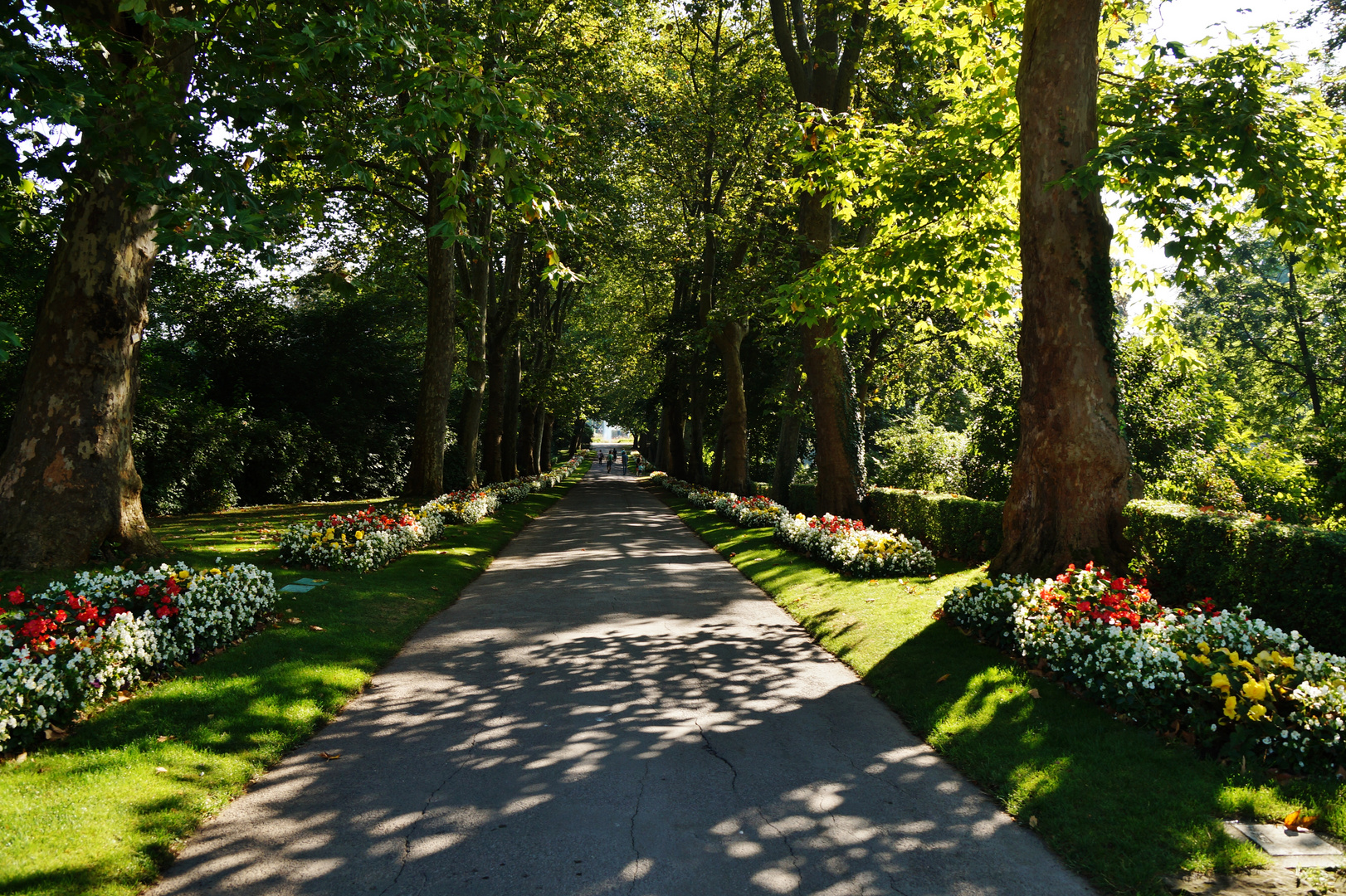 Allee Foto & Bild | bäume, natur, landschaft Bilder auf fotocommunity