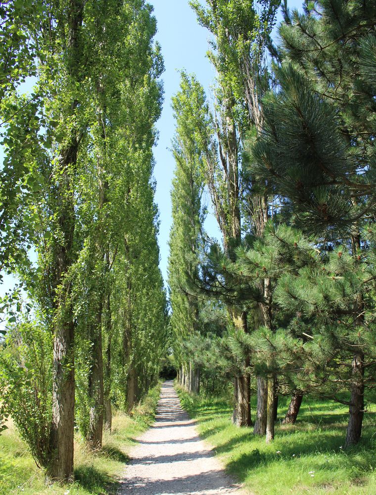 allee. Foto & Bild | world, natur, landschaft Bilder auf fotocommunity