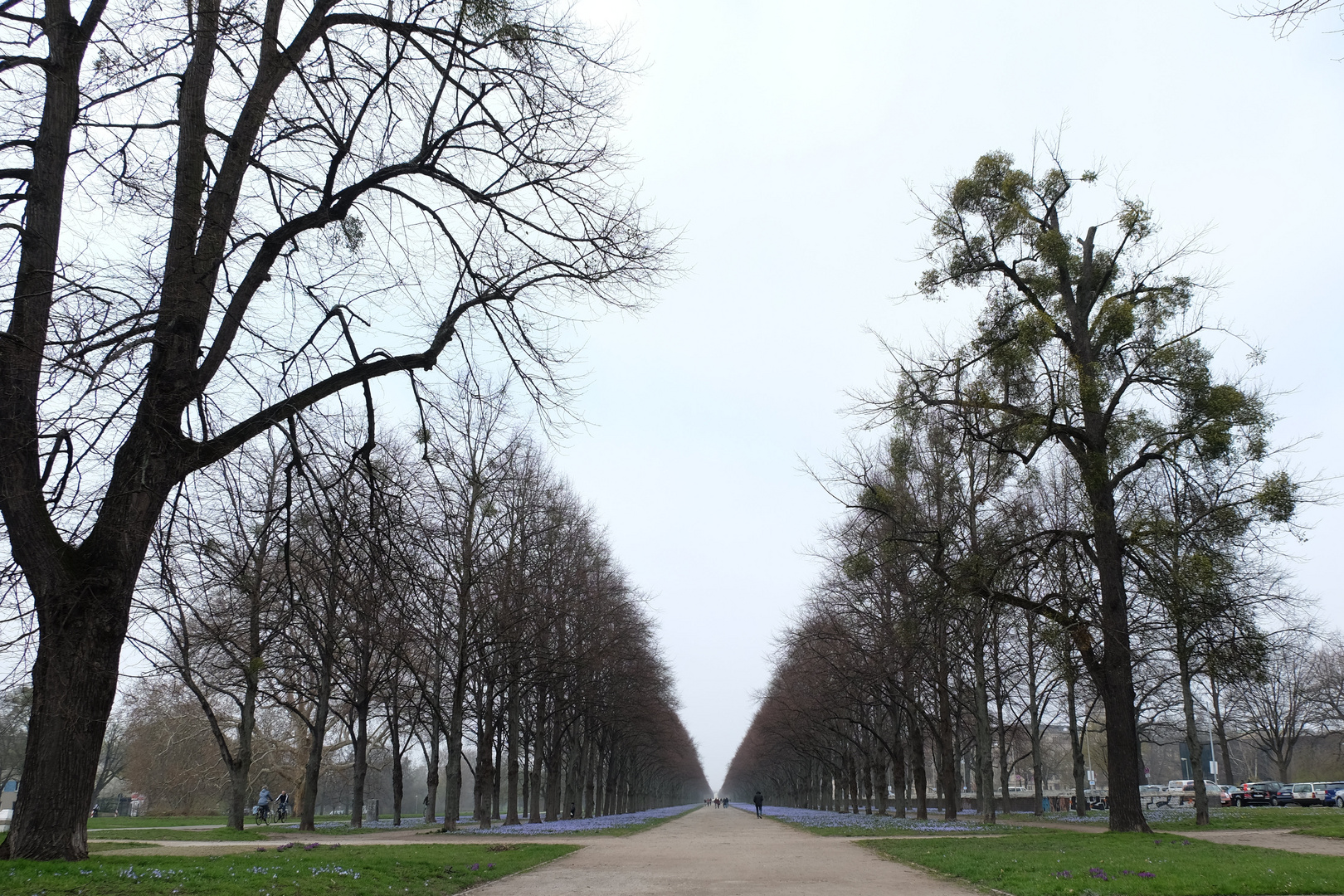 Allee Foto & Bild | world, bäume, natur Bilder auf fotocommunity