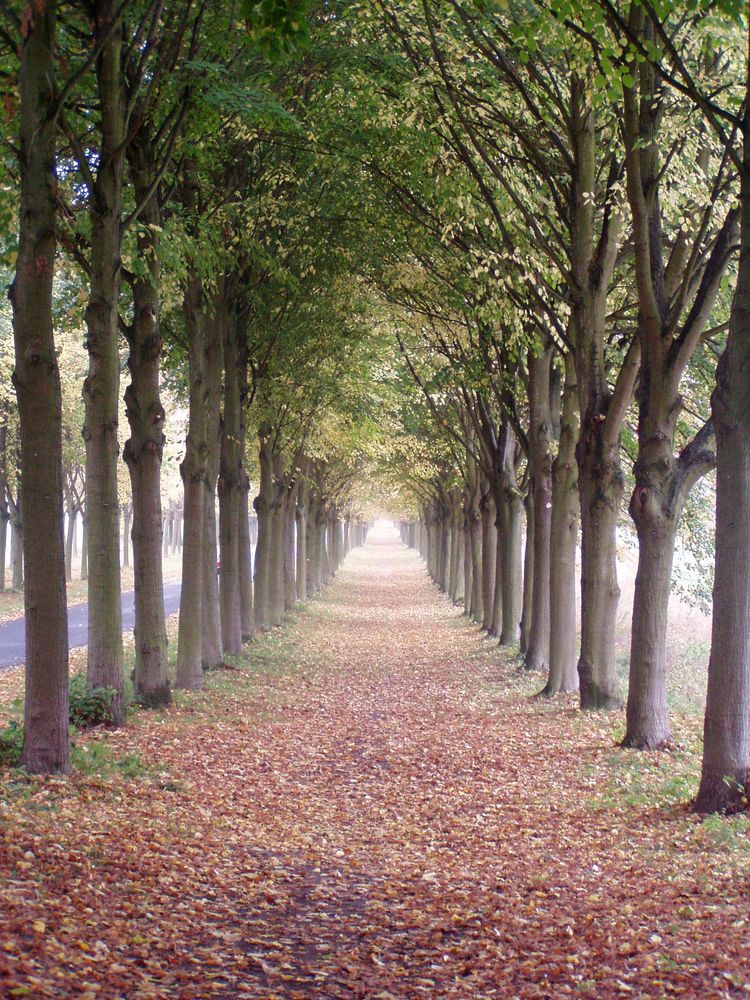 Allee Allee Foto & Bild | deutschland, europe, world Bilder auf ...