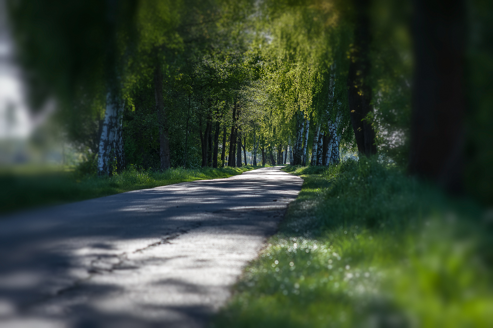 Allee Foto & Bild | landschaft, kulturlandschaften, alleen Bilder auf ...