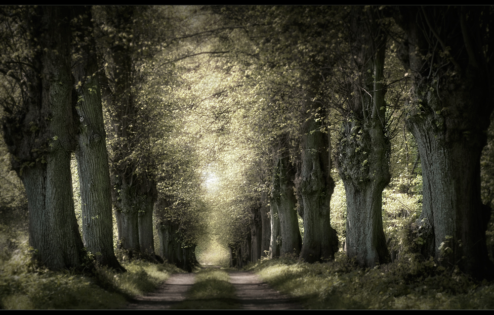 Allee.. Foto & Bild | landschaft, alleen, alleen,wald + bäume Bilder ...