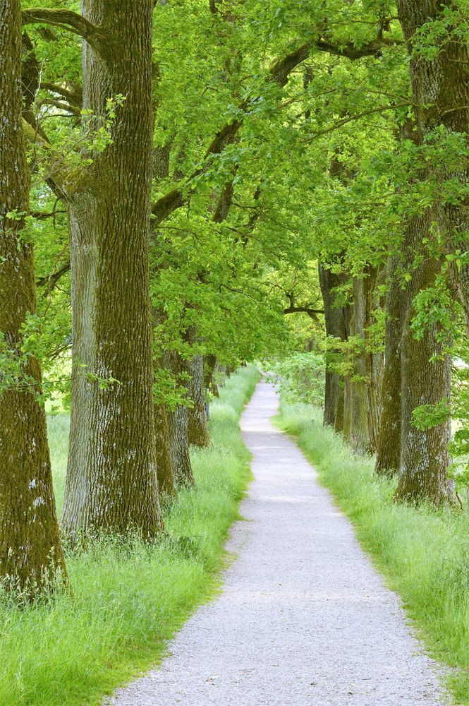 Allee die 1. Foto & Bild | sommer, bäume, natur Bilder auf fotocommunity