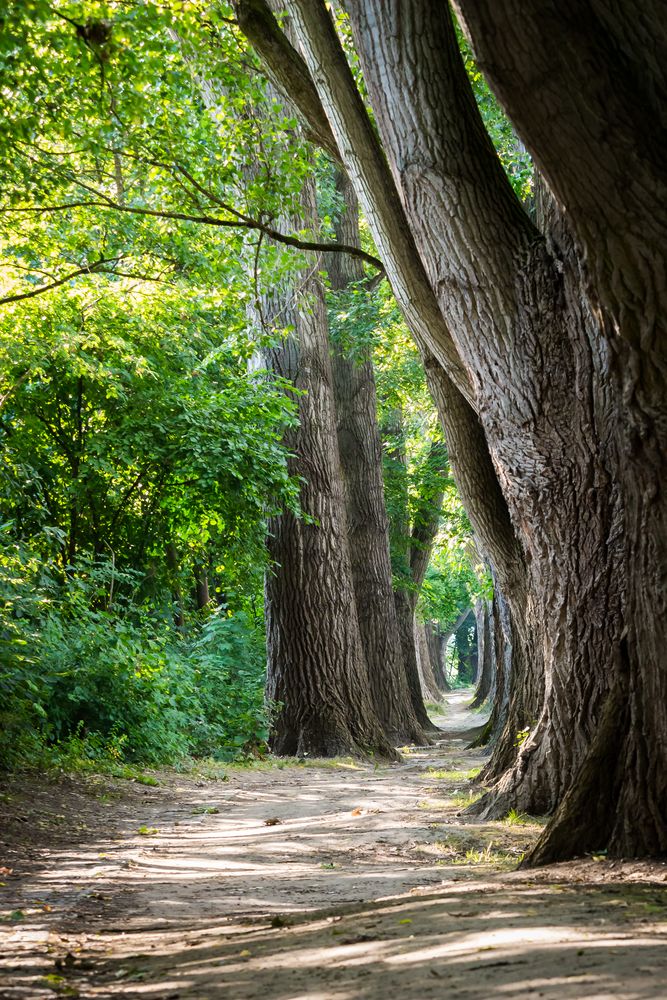 Allee Foto & Bild | pflanzen, pilze & flechten, landschaft, bäume ...