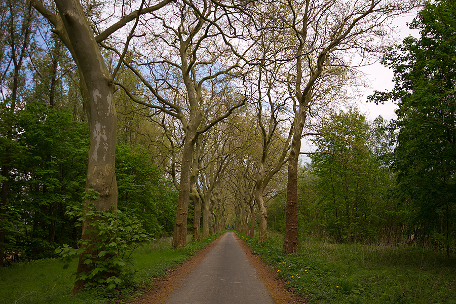 Allee im Frühling Foto & Bild | landschaft, alleen, bäume/wald Bilder ...