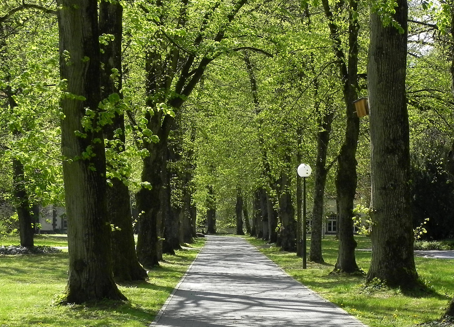 Allee im Gegenlicht Foto & Bild | bäume, frühling, natur Bilder auf ...